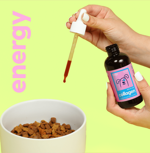 Taily Pet – Premium Dog Supplements for a Healthier, Happier Life